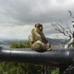 From Cadiz: Gibraltar Private Full-Day Trip - Analyzing the Value: Is It Worth It?