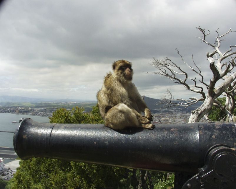 From Cadiz: Gibraltar Private Full-Day Trip - Analyzing the Value: Is It Worth It?
