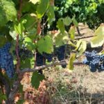 From Cagliari: Wine Cellar Tour with Tastings - Why This Tour Works for Travelers