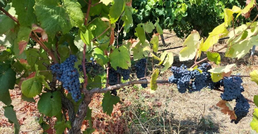 From Cagliari: Wine Cellar Tour with Tastings - Why This Tour Works for Travelers