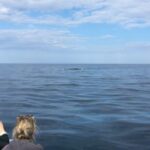From Cala Gonone: naturalistic excursion on a RIB - What to Expect from This Coastal RIB Tour