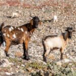 From Caleta de Fuste: Explore Rural Fuerteventura Tour - Discovering Fuerteventura’s Rural Heart