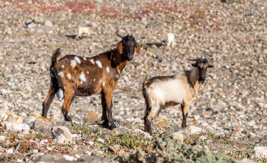 From Caleta de Fuste: Explore Rural Fuerteventura Tour - Discovering Fuerteventura’s Rural Heart