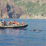 From Calheta: Madeira Whale and Dolphin Watching Boat Tour - Why This Tour Might Be Perfect for You