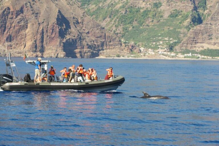 From Calheta: Madeira Whale and Dolphin Watching Boat Tour - Why This Tour Might Be Perfect for You