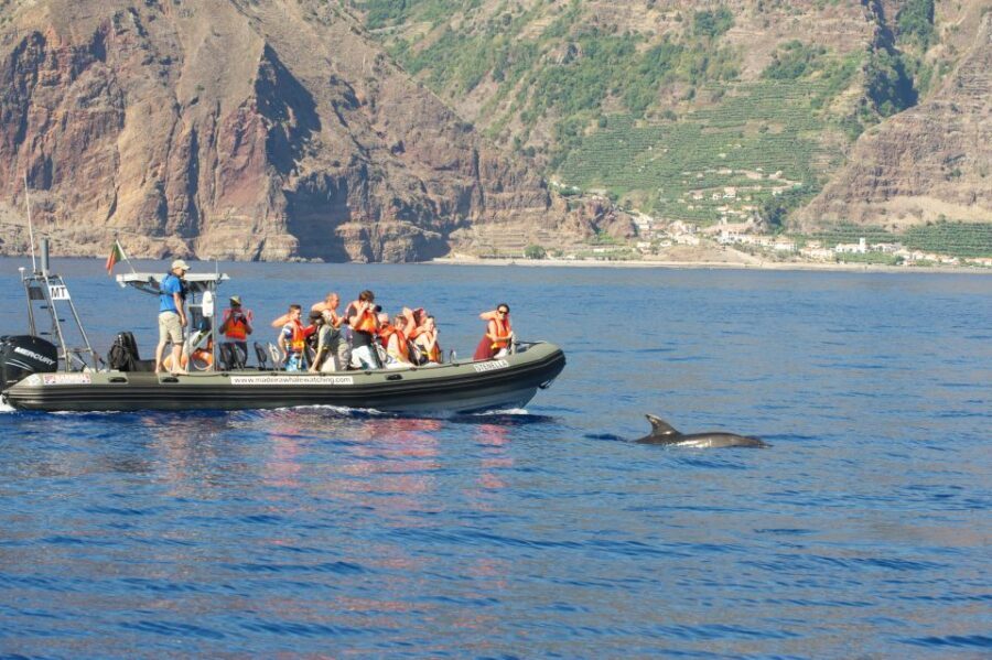 From Calheta: Madeira Whale and Dolphin Watching Boat Tour - Why This Tour Might Be Perfect for You