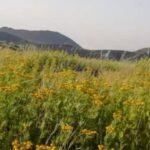 From Catania, Acireale, Giarre: Mount Etna Half-Day Trip - What Makes This Tour Stand Out