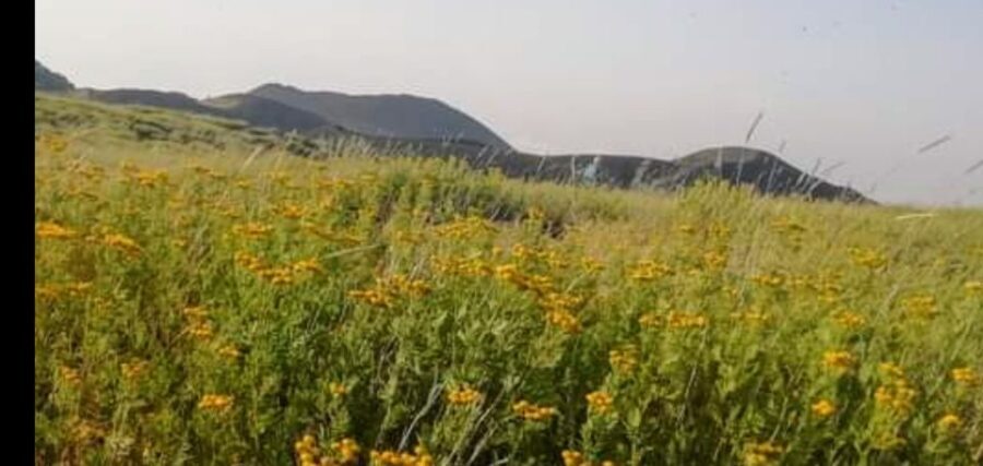 From Catania, Acireale, Giarre: Mount Etna Half-Day Trip - What Makes This Tour Stand Out