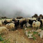 From Chania: White Mountains Land Rover Safari - Authentic and Well-Reviewed