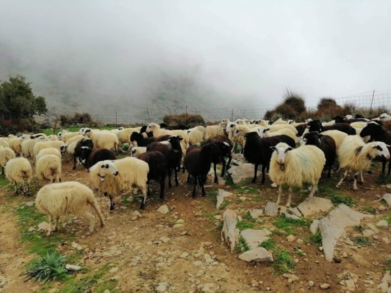 From Chania: White Mountains Land Rover Safari - Authentic and Well-Reviewed