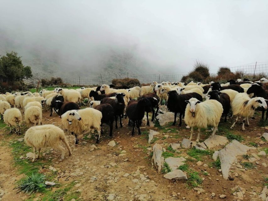 From Chania: White Mountains Land Rover Safari - Authentic and Well-Reviewed