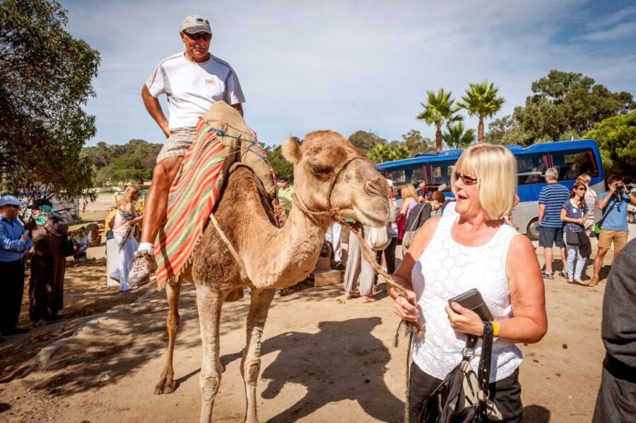 From Costa del Sol: Tangier Full-Day Tour by Ferry - What You Can Expect on This Tour