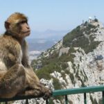From Costa del Sol: The Gibraltar classic Rock tour - What’s Included and What’s Not