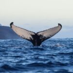 From Dalvik: Arctic Whale Watching in Northern Iceland - An In-Depth Look at the Arctic Whale Watching Tour