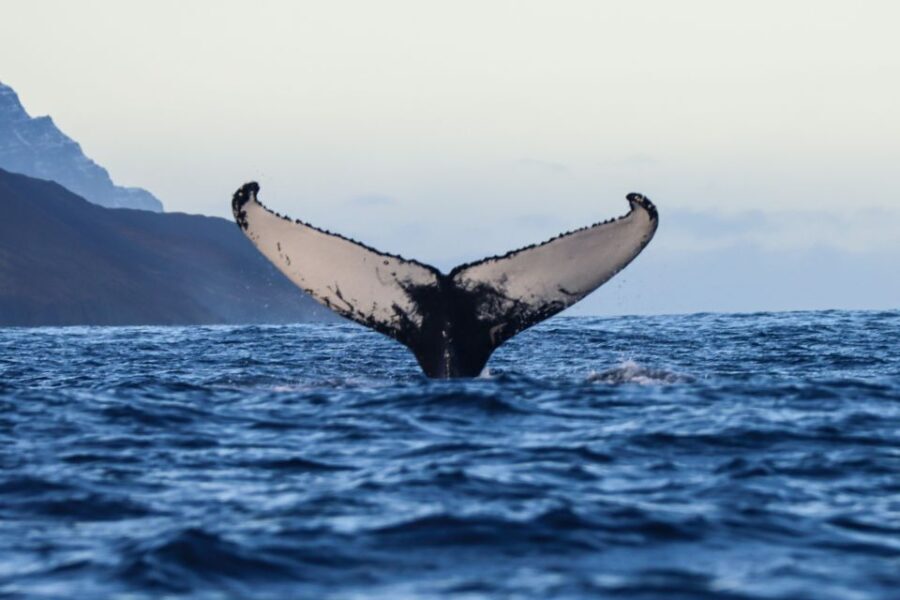 From Dalvik: Arctic Whale Watching in Northern Iceland - An In-Depth Look at the Arctic Whale Watching Tour