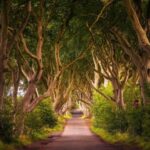 From Dublin: Giant's Causeway, Dark Hedge & Belfast Tour - The Dark Hedges: Nature’s Living Tunnel