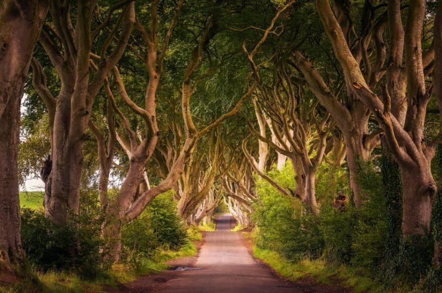From Dublin: Giant's Causeway, Dark Hedge & Belfast Tour - The Dark Hedges: Nature’s Living Tunnel