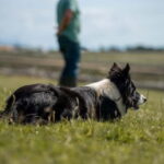 From Dublin: Wicklow, Glendalough, Waterfall & Sheepdog Demo - The Value of the Tour