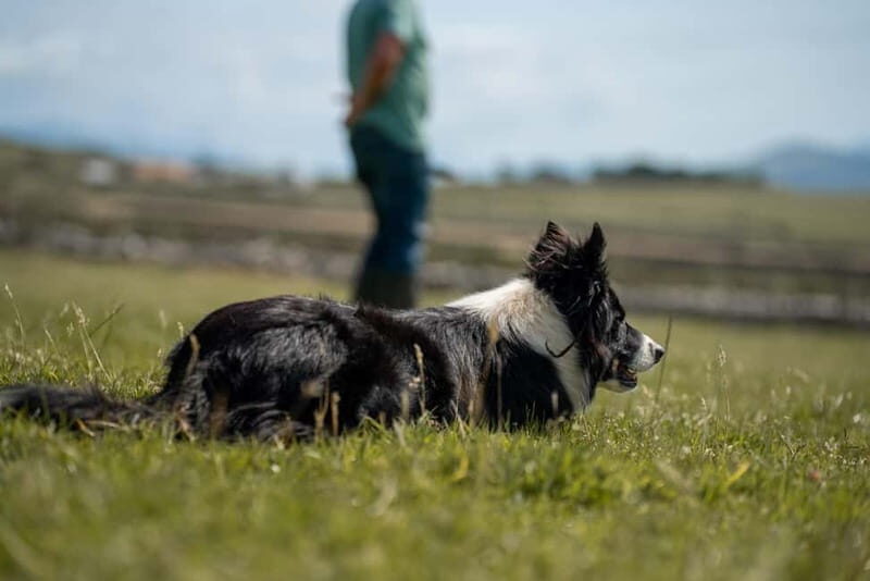 From Dublin: Wicklow, Glendalough, Waterfall & Sheepdog Demo - The Value of the Tour