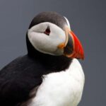 From Edinburgh: 4-Day Mull, Iona, Staffa & Puffin isles tour - Deep Dive: Why the Tour Offers Good Value