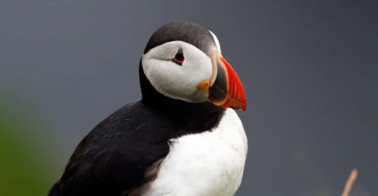 From Edinburgh: 4-Day Mull, Iona, Staffa & Puffin isles tour - Deep Dive: Why the Tour Offers Good Value