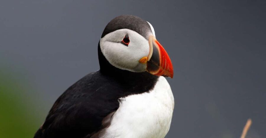 From Edinburgh: 4-Day Mull, Iona, Staffa & Puffin isles tour - Deep Dive: Why the Tour Offers Good Value