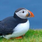 From Edinburgh: 6-Day Shetland & Nothernmost Explorer - Guided by Experts: The Role of the Guides