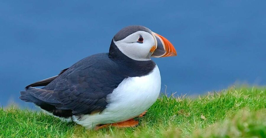 From Edinburgh: 6-Day Shetland & Nothernmost Explorer - Guided by Experts: The Role of the Guides