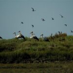 From Faro: 2-Hour Guided Bird Watching Boat Trip - The Sum Up: The Value of a Gentle, Authentic Nature Tour