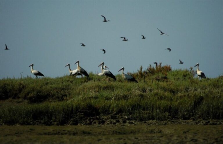 From Faro: 2-Hour Guided Bird Watching Boat Trip - The Sum Up: The Value of a Gentle, Authentic Nature Tour