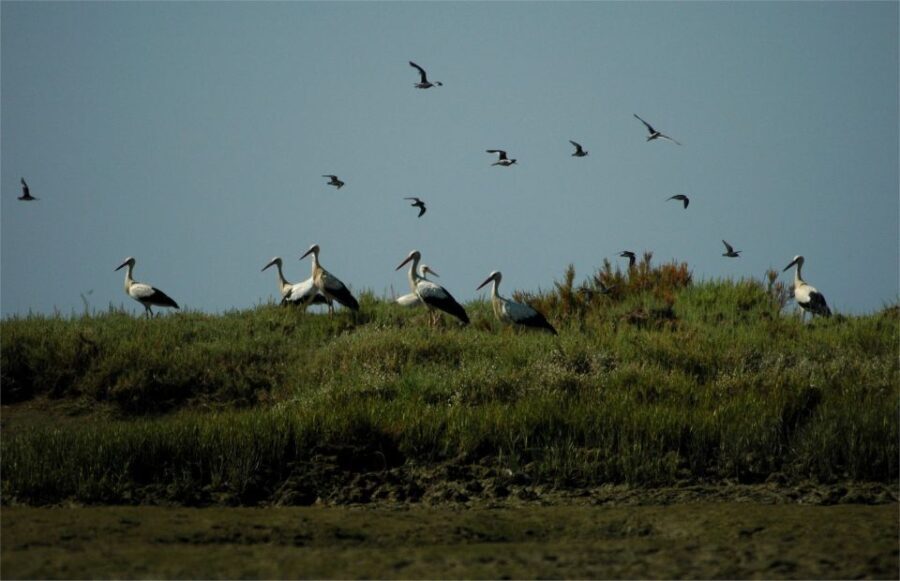From Faro: 2-Hour Guided Bird Watching Boat Trip - The Sum Up: The Value of a Gentle, Authentic Nature Tour