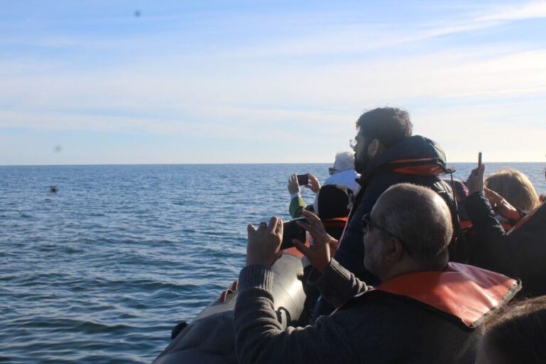 From Faro: Dolphin Watching & 2 Islands Tour - The Itinerary in Detail
