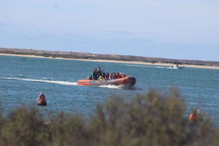 From Faro: Dolphin-Watching & Wildlife - Practical Details & Considerations