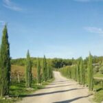 From Florence: Private Half-Day Chianti Tour & Wine Tasting - Who Will Love This Tour?