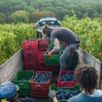 From Florence: PRIVATE Wine Experience in Chianti Classico - What to Expect from the Experience