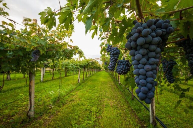 From Florence: Wine Tasting and Dinner in Chianti Vineyards - The Second Winery: Dinner and Deeper Wine Experiences