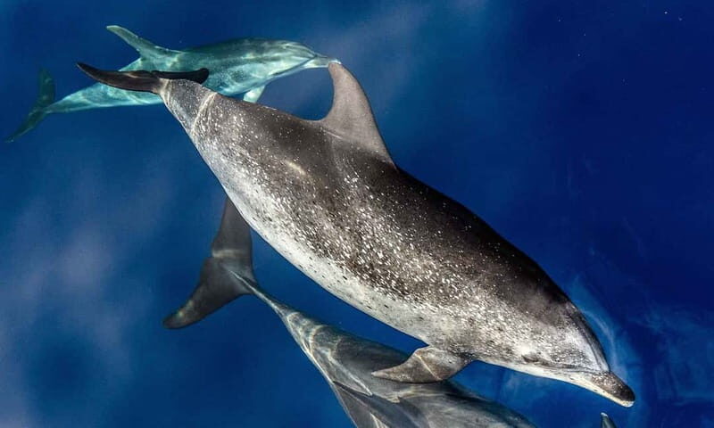 From Funchal: Ecological Catamaran Dolphin Whale Watching - Authentic Feedback from Visitors