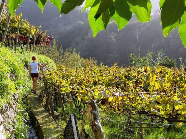 From Funchal: Full-Day Madeira Wine Tour with Lunch - Considerations Before Booking