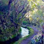 From Funchal: Madeira Lakes Levada Guided Hike - The Guided Experience: Knowledgeable and Friendly Guides