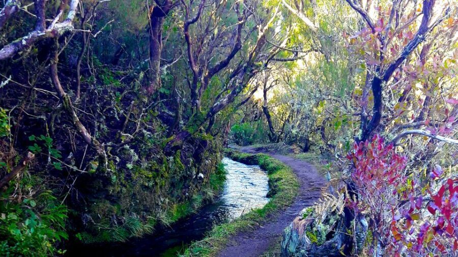 From Funchal: Madeira Lakes Levada Guided Hike - The Guided Experience: Knowledgeable and Friendly Guides