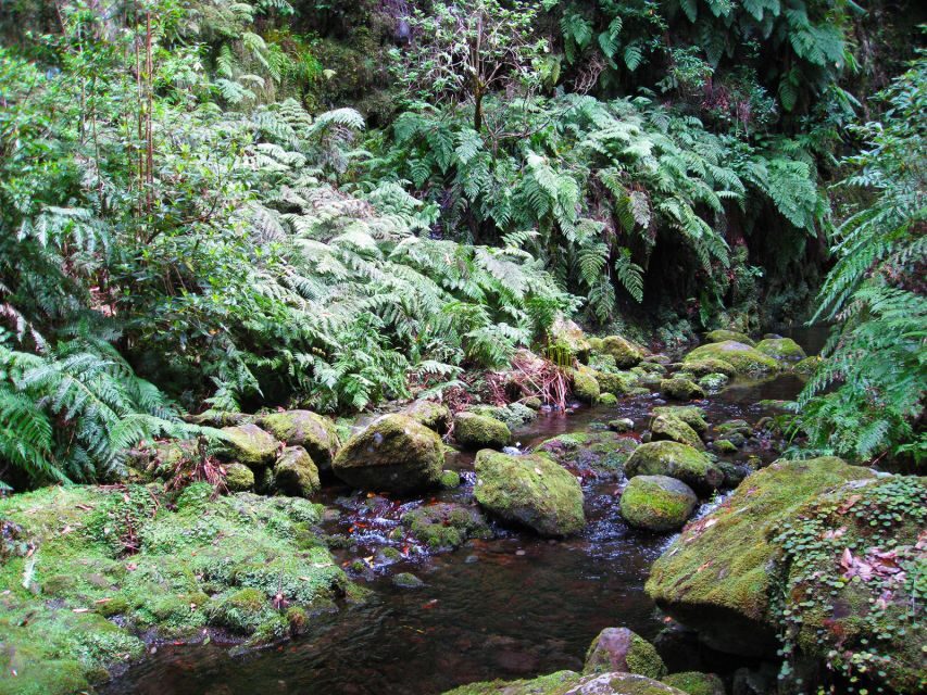 From Funchal: São Jorge Valleys Levada Walk - Why Is This Tour a Good Value?