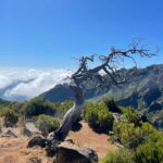 From Funchal: Transfer to Pico do Arieiro Trail - Frequently Asked Questions