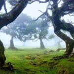 From Funchal: West Madeira Waterfalls and Fanal Forest Tour - Why This Tour Works