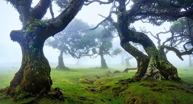 From Funchal: West Madeira Waterfalls and Fanal Forest Tour - Why This Tour Works