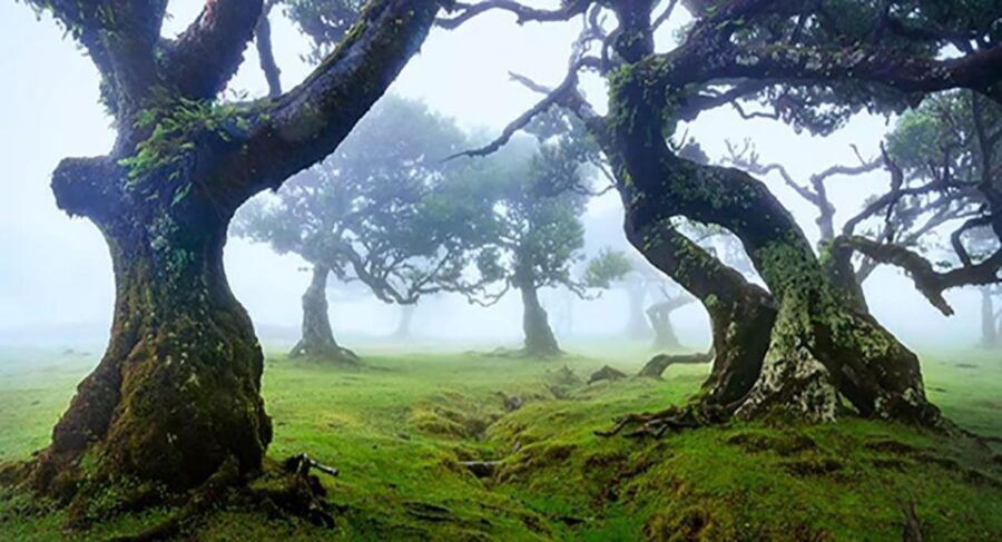 From Funchal: West Madeira Waterfalls and Fanal Forest Tour - Why This Tour Works