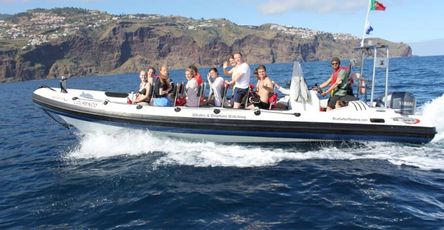 From Funchal: Whales and Dolphin Adventure Tour - What to Expect During the Tour