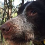 From Gavi: Piedmont Truffle Hunting Experience with Tasting - Why This Tour Excels