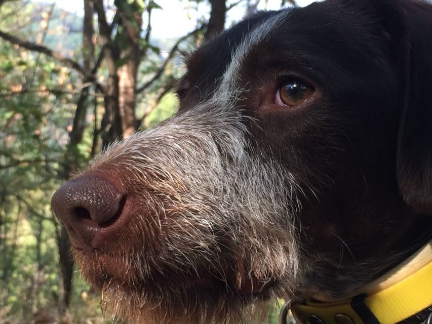 From Gavi: Piedmont Truffle Hunting Experience with Tasting - Why This Tour Excels