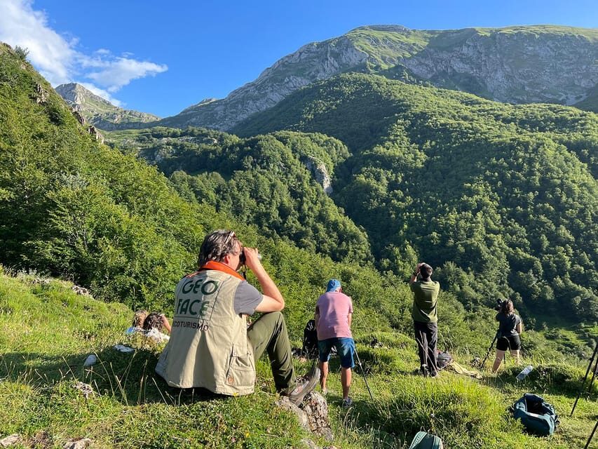 From Gijón, Oviedo or Pola de Somiedo: Brown Bear Spotting - What Participants Say