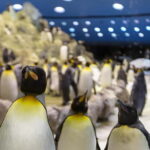 From Gran Canaria: Day Trip to Loro Parque Tenerife - The Transport Experience
